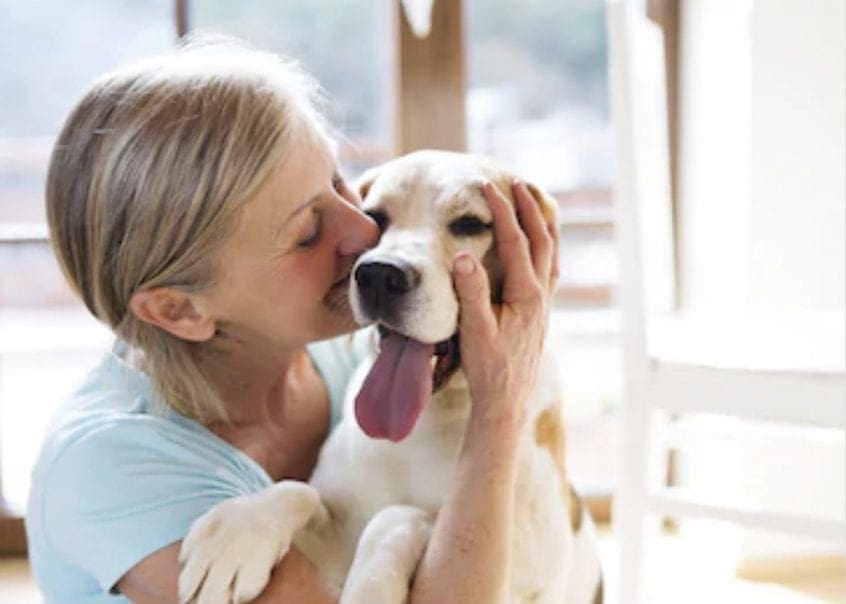 Service Dogs for 2026 % - US Service Pet by TheraPetic®